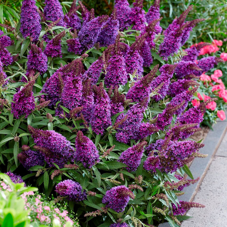 Budleja Davida BUTTERFLY CANDY® LITTLE PURPLE (Buddleja davidii ...