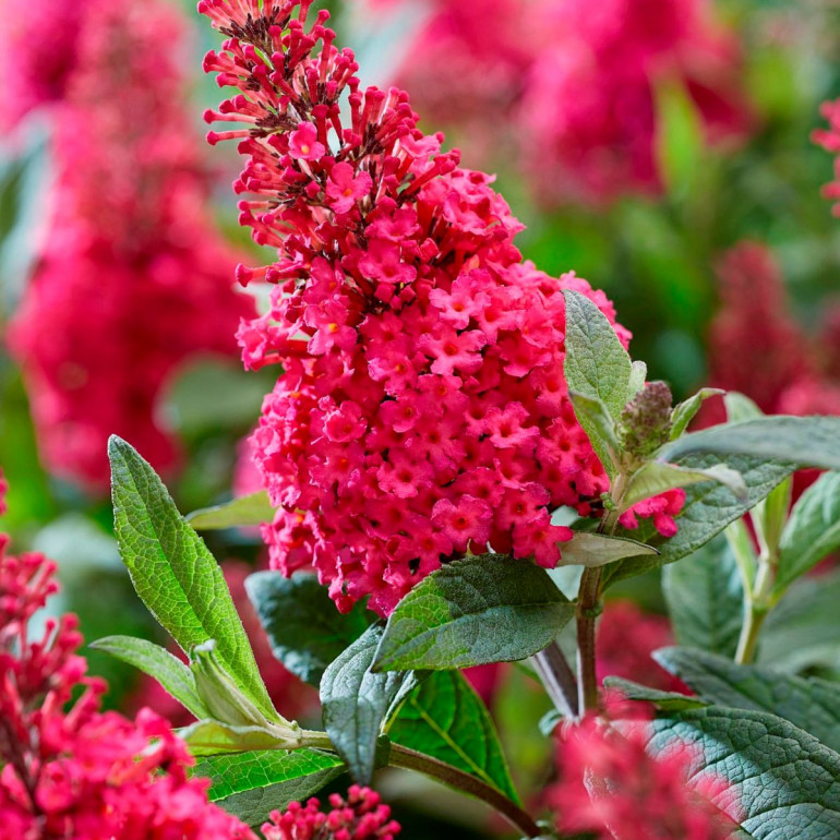 Budleja Davida BUTTERFLY CANDY® LITTLE RUBY (Buddleja davidii) - wygląd ...