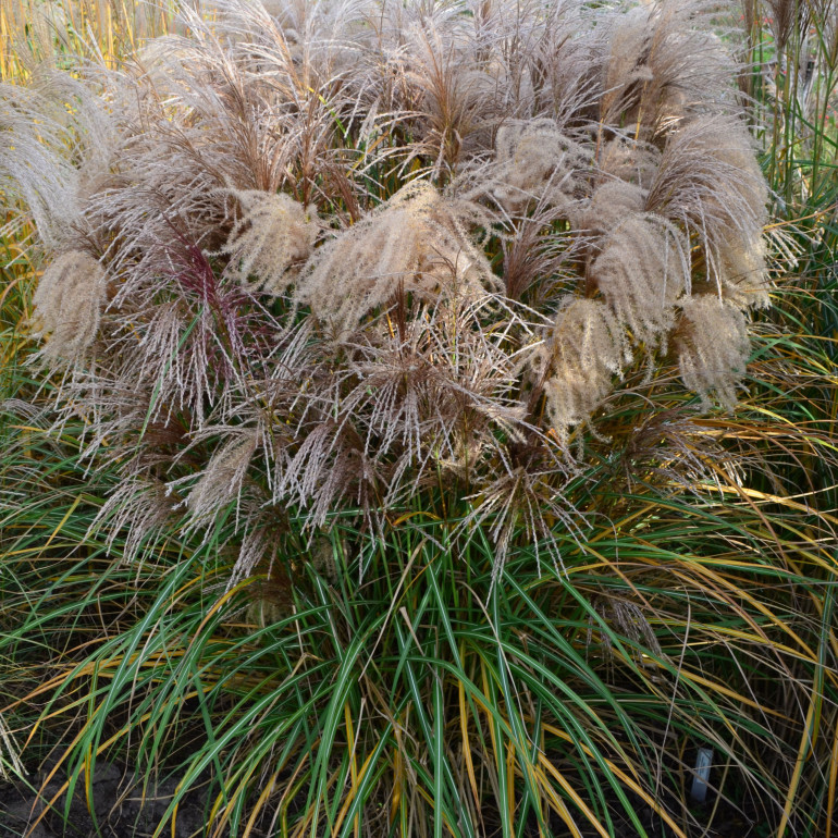 Miskant chiński 'Polonus' PBR (Miscanthus sinensis) - wygląd, wymagania ...