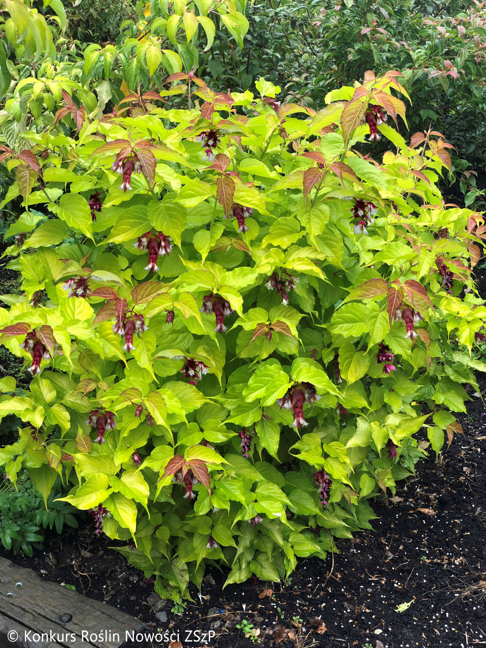 Lejcesteria piękna LITTLE LANTERNS (Leycesteria formosa) - opis, wygląd ...