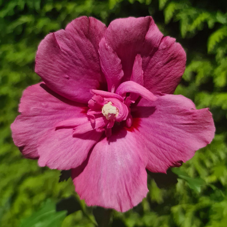 Ketmia syryjska FLOWER TOWER RUBY (Hibiscus syriacus) - wygląd ...