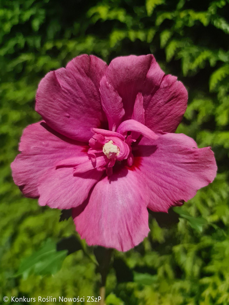 Ketmia syryjska FLOWER TOWER RUBY - opis, wygląd, wymagania, uprawa i ...