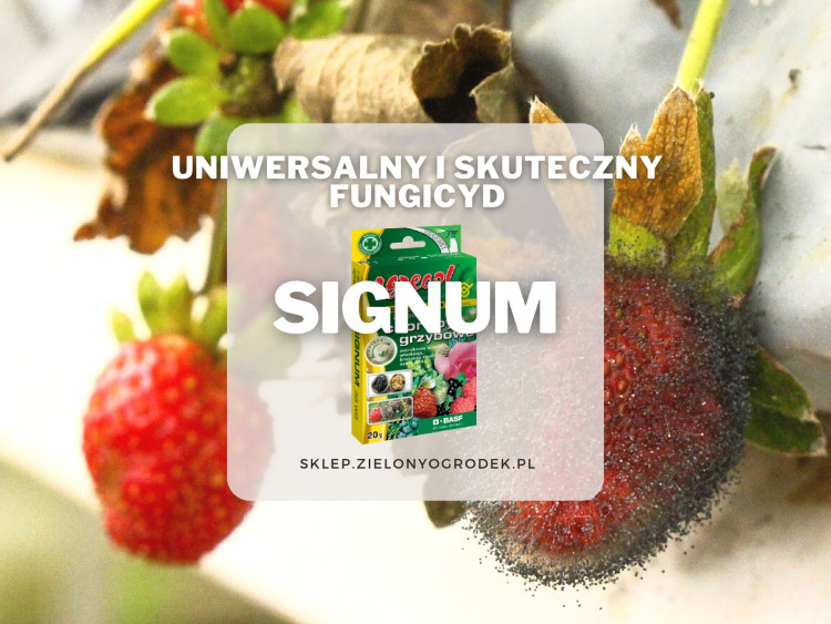 Signum to preparat grzybobójczy, który zawiera dwie substancje aktywne