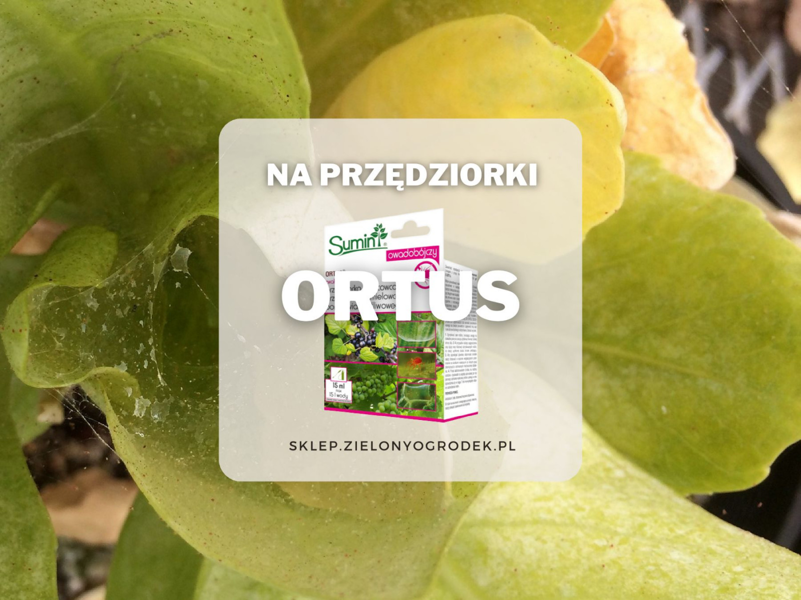 Ortus 05SC na przędziorki w warzywniku i nie tylko