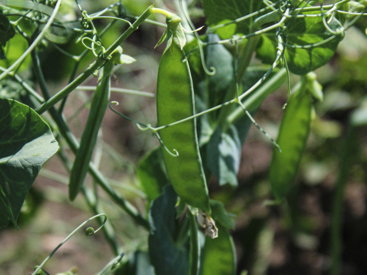 Dobre i złe towarzystwo dla grochu | Obok jakich roślin sadzić groszku?