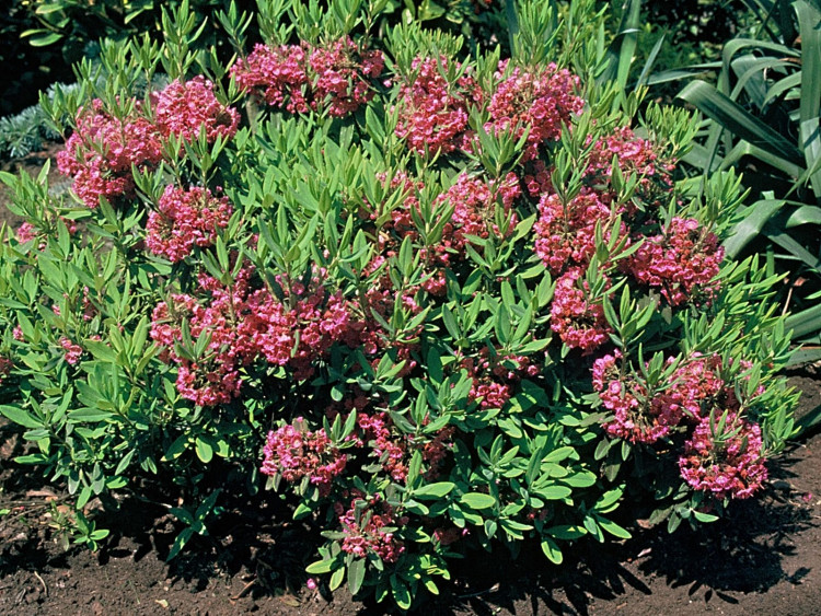 Kalmia wąskolistna - opis, wygląd, wymagania, uprawa i pielęgnacja