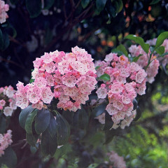 Kalmia wąskolistna (Kalmia angustifolia) - wygląd, wymagania, warunki ...