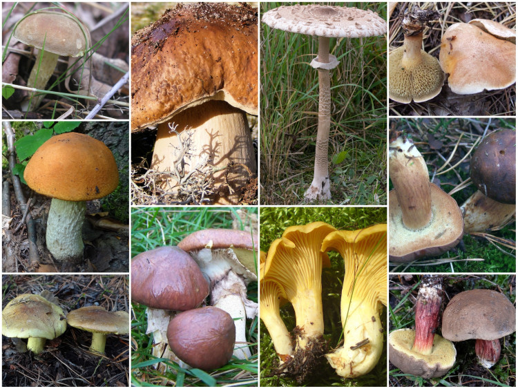 Atlas grzybiarza – grzyby jadalne | Jakie zbierać? Jak wyglądają ...