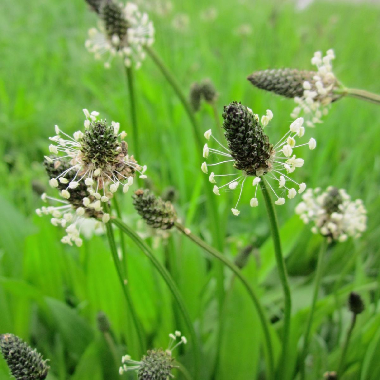 Babka Lancetowata Plantago Lanceolata Opis Wygl d Wymagania Babka Lancetowata Plantago Lanceolata Opis Wygl d Wymagania