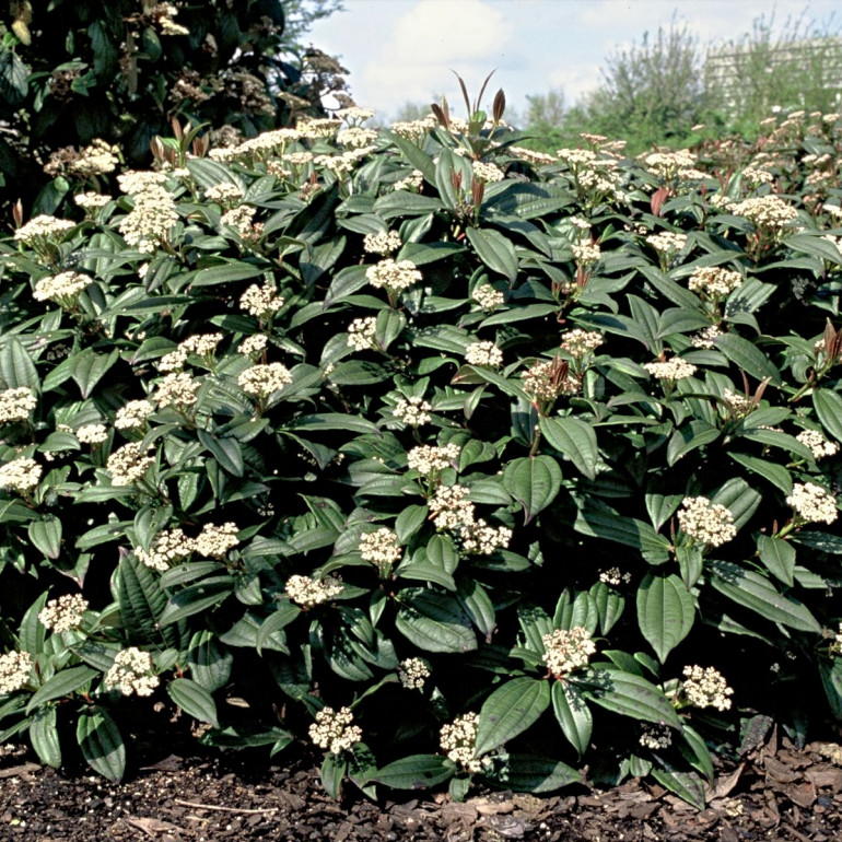 Kalina Dawida (Viburnum davidii) - wygląd, wymagania, warunki, odmiany ...