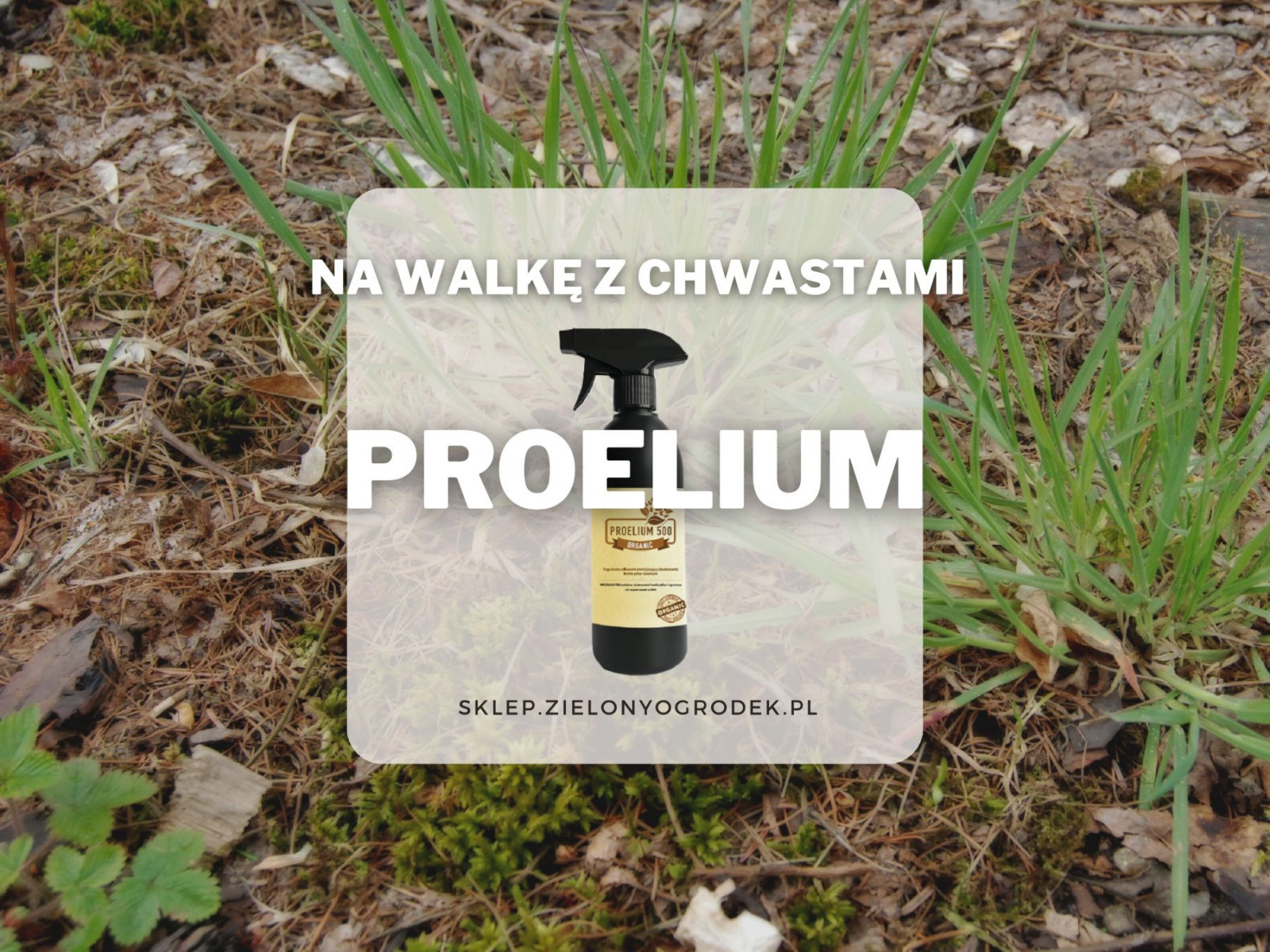 Proelium | Jak działa? Kiedy stosować? Gdzie kupić?
