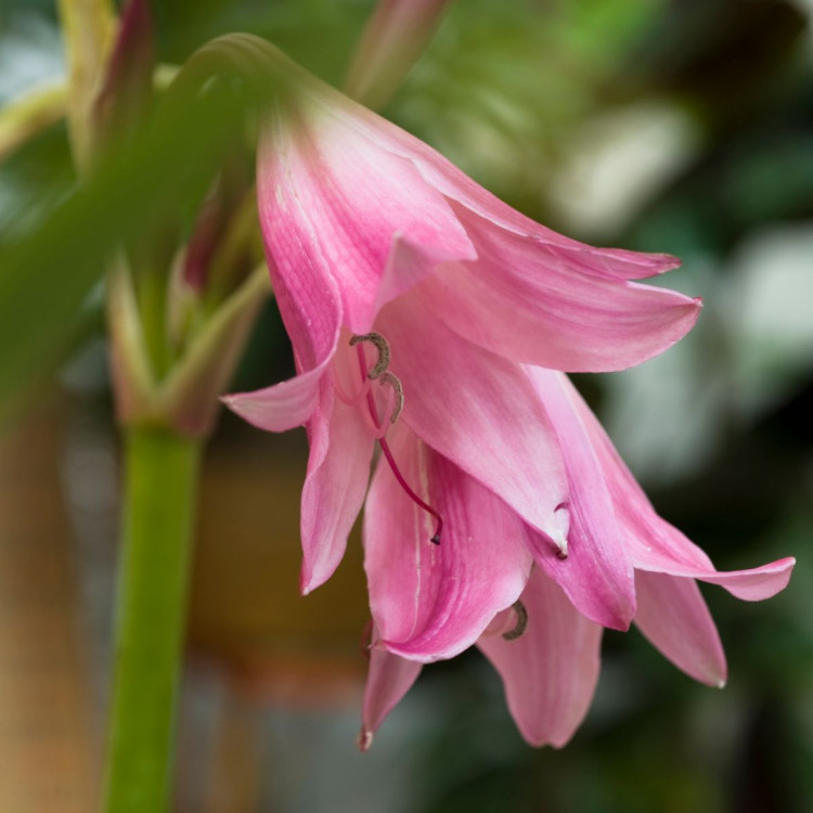 Krynka / Ponętlin Powela - opis, wygląd, wymagania, uprawa i pielęgnacja