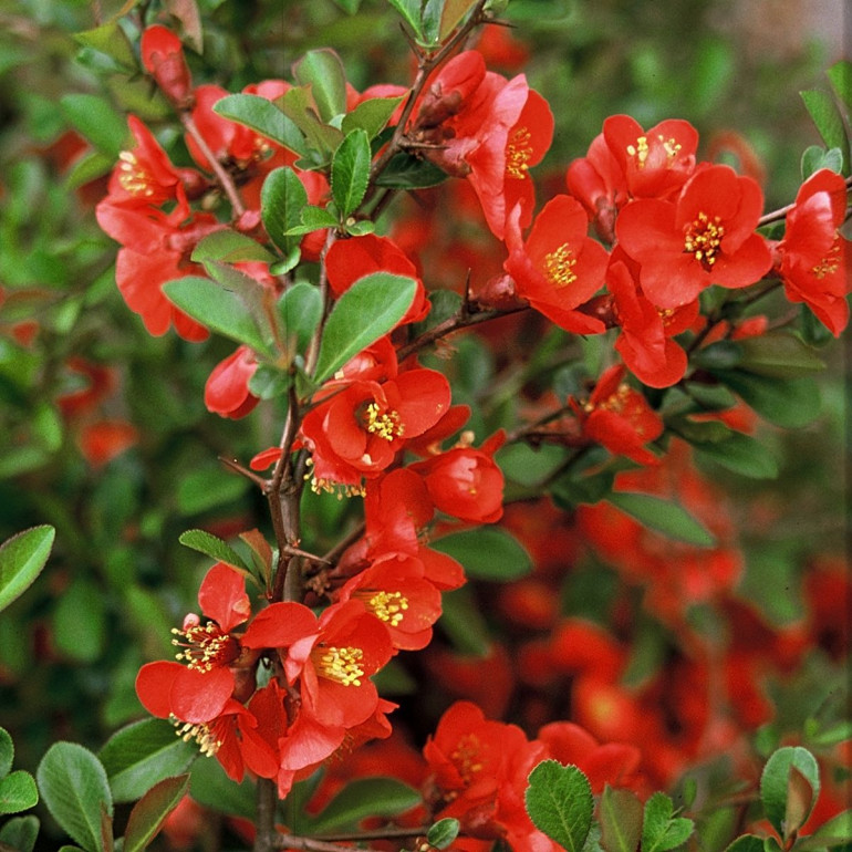 Pigwowiec pośredni (Chaenomeles × superba) - wygląd, wymagania, warunki ...