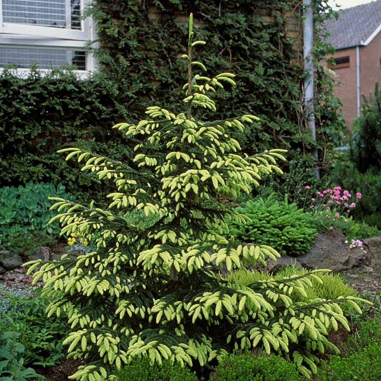 Świerk kaukaski (Picea orientalis) - wygląd, wymagania, warunki ...