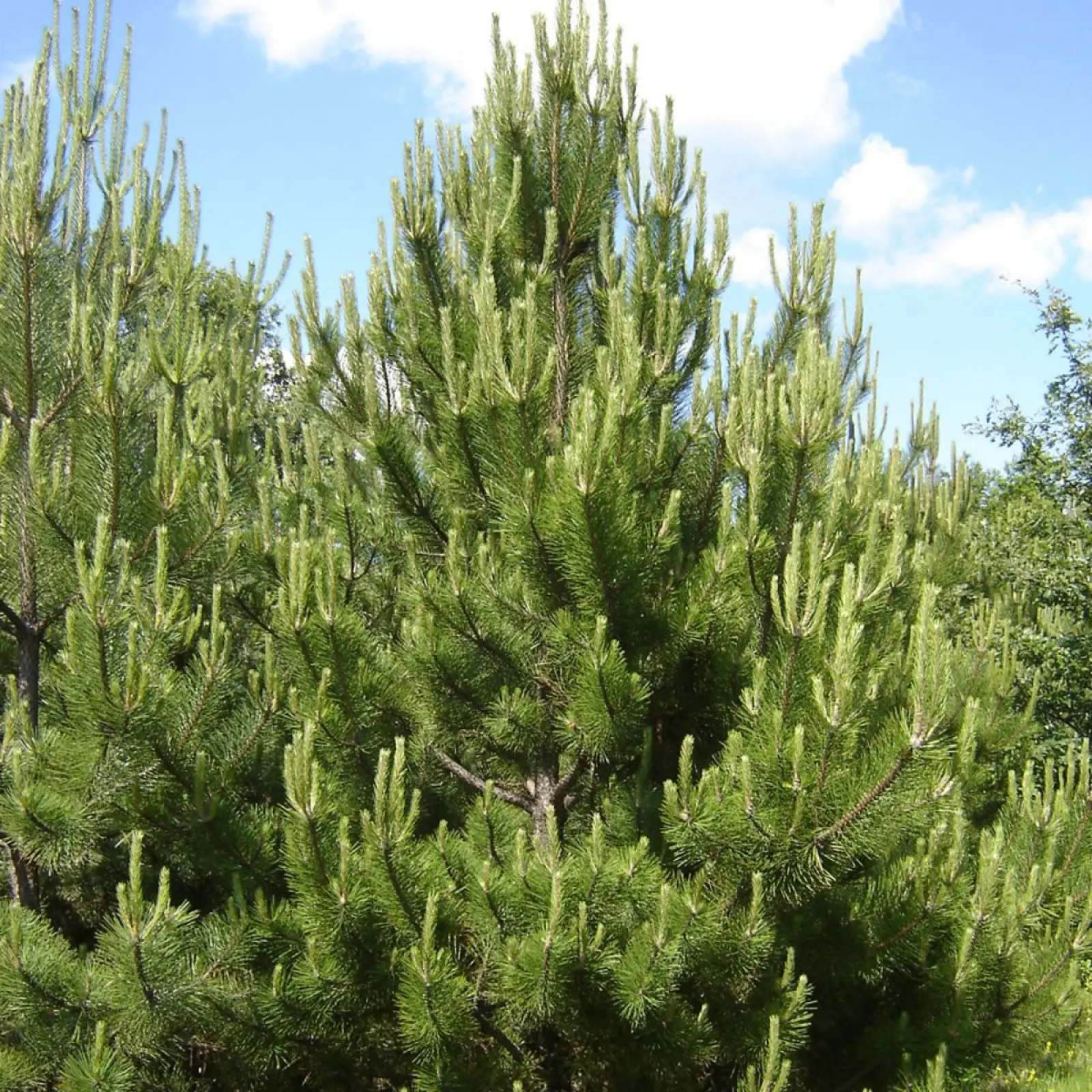 Sosna czarna (Pinus nigra) - opis, wygląd, wymagania, uprawa i pielęgnacja