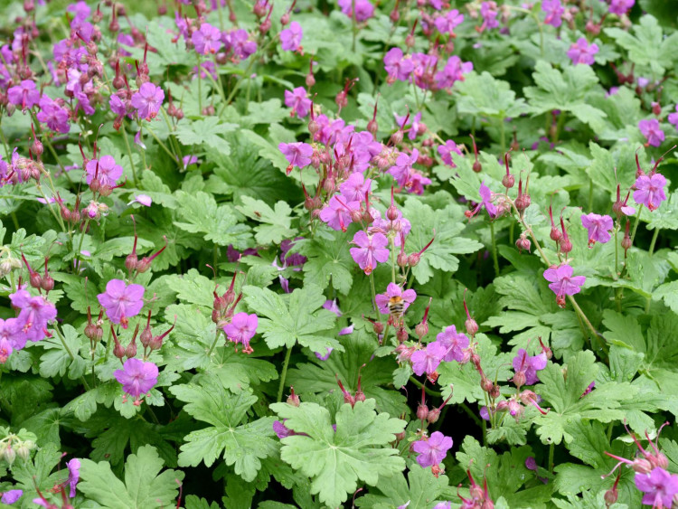 Bodziszek korzeniasty - opis, wygląd, wymagania, uprawa i pielęgnacja