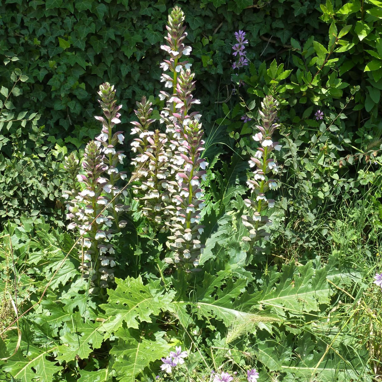 Akant miękki (Acanthus mollis) - opis, wygląd, wymagania, uprawa i ...