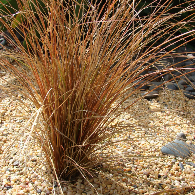 Turzyca włosista 'Bronco' (Carex comans) - wygląd, wymagania, warunki ...
