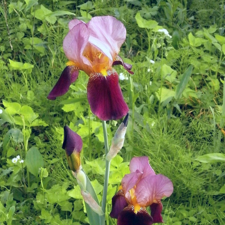 Kosaciec bródkowy / Irys bródkowy (Iris × germanica) - wygląd ...