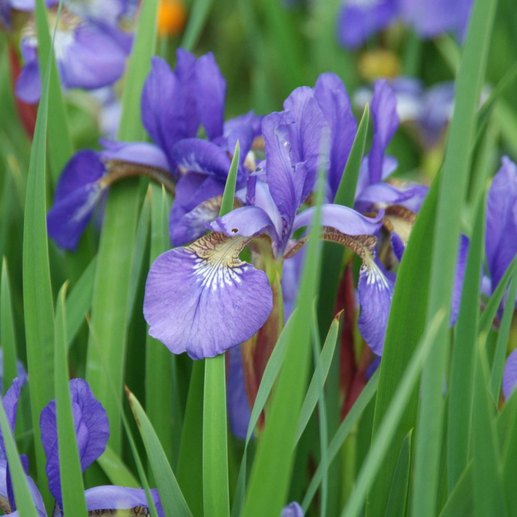 Kosaciec syberyjski / Irys syberyjski - opis, wygląd, wymagania, uprawa ...