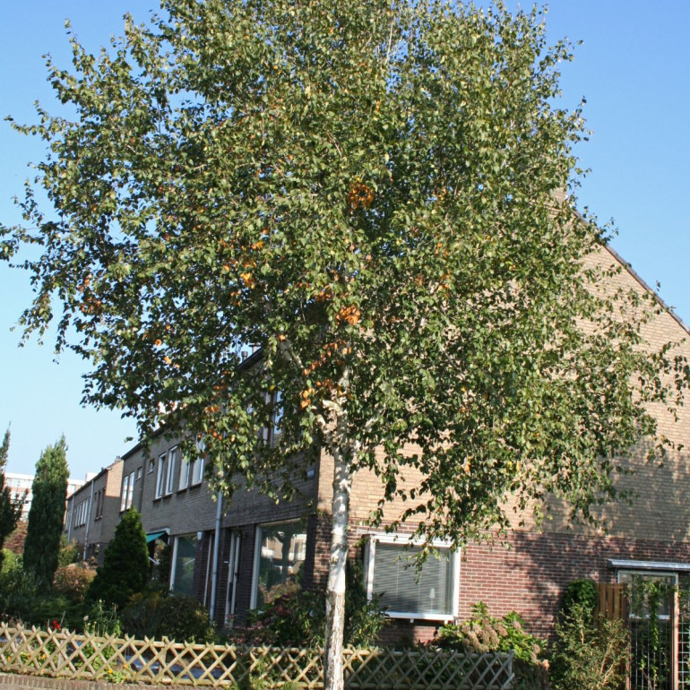 Brzoza pożyteczna 'Doorenbos' (Betula utilis 'Doorenbos') - wygląd ...