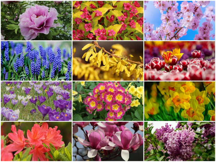 Kwiaty wiosenne – 12 najpopularniejszych kwiatów ogrodowych