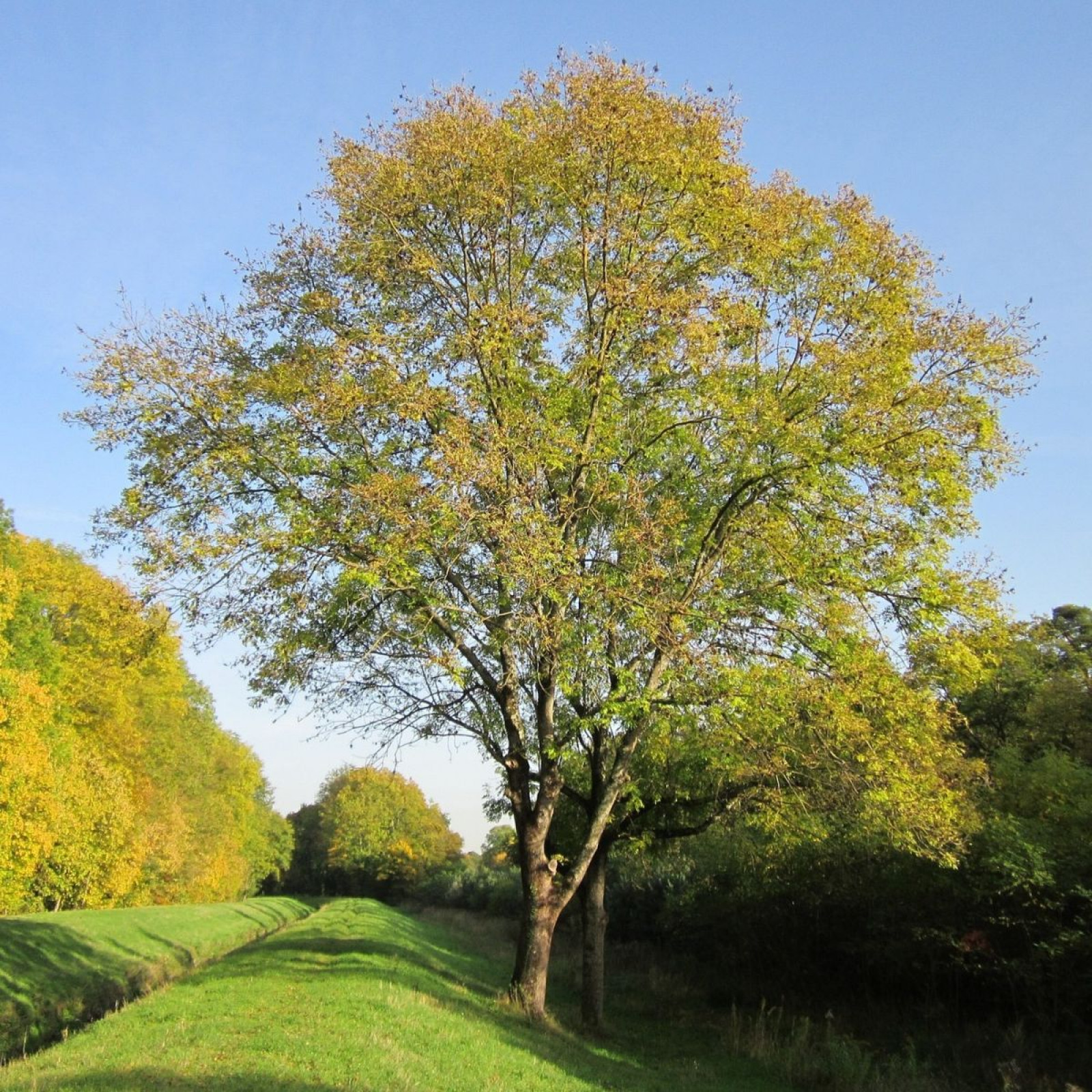 Jesion wyniosły (Fraxinus excelsior) - opis, wygląd, wymagania, uprawa ...