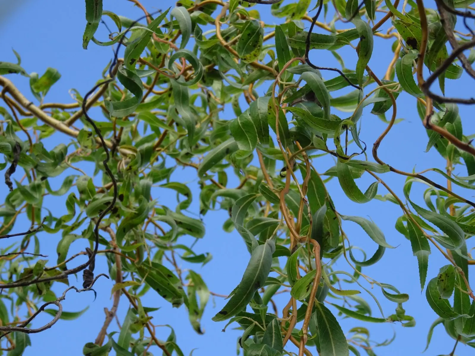Wierzba 'Erythroflexuosa' (Salix 'Erythroflexuosa') - opis, wygląd ...