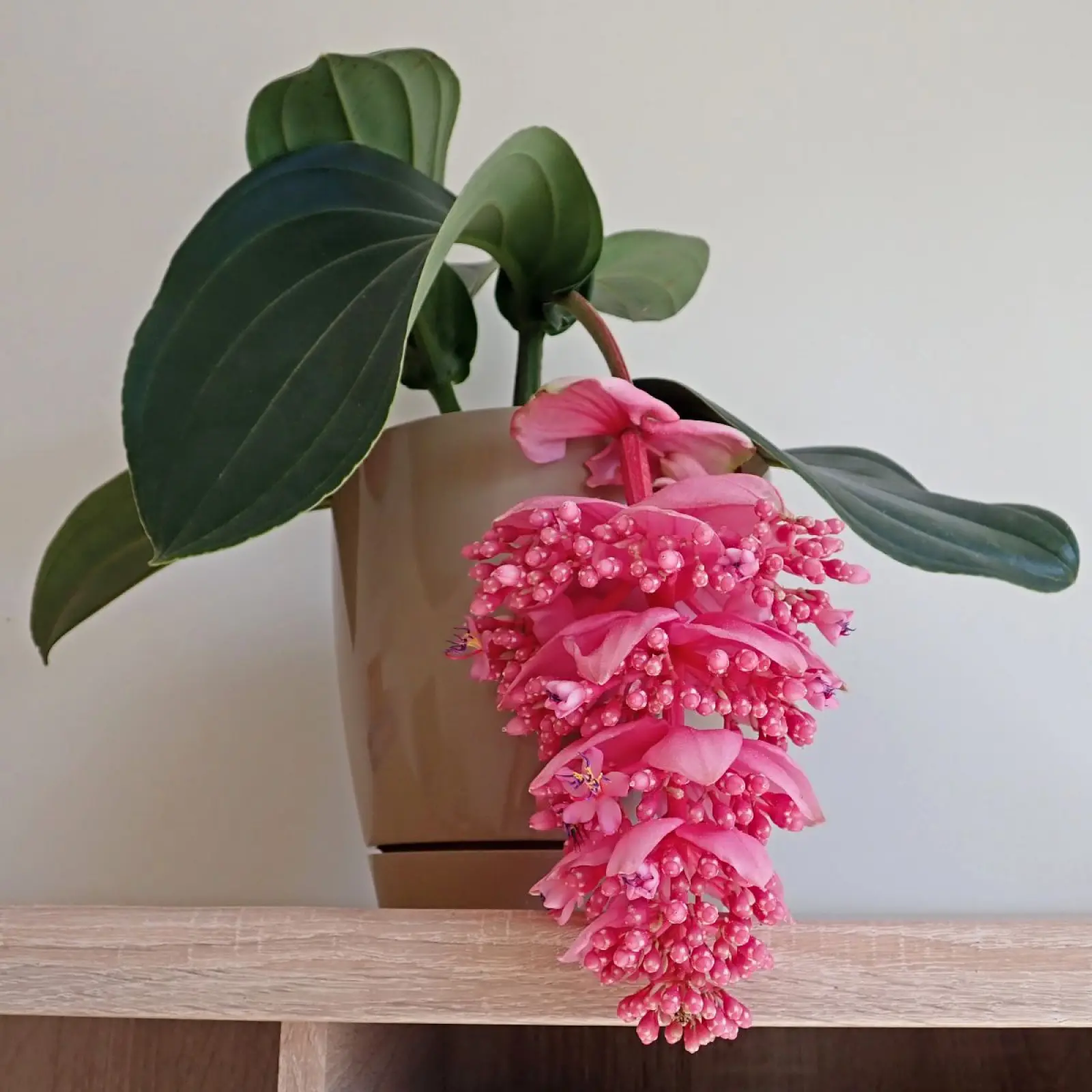 Medinilla wspaniała (Medinilla magnifica) - opis, wygląd, wymagania ...