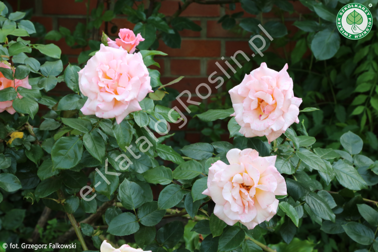 Róża ‘Compassion’ – uprawa, wymagania, sadzenie – Aktualności ogrodnicze