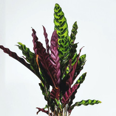 Kalatea falistolistna (Calathea rufibarba) - wygląd, wymagania, warunki ...