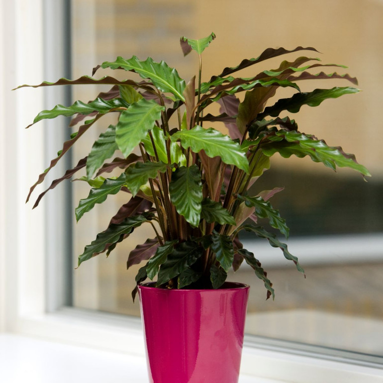 Kalatea falistolistna (Calathea rufibarba) - wygląd, wymagania, warunki ...