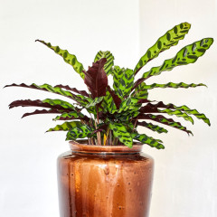 Kalatea falistolistna (Calathea rufibarba) - wygląd, wymagania, warunki ...