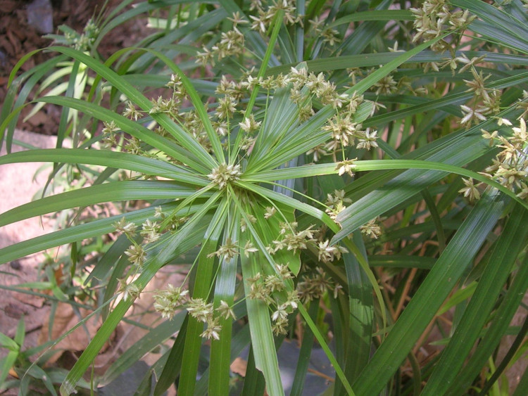 Cibora zmienna - opis, wygląd, wymagania, uprawa i pielęgnacja