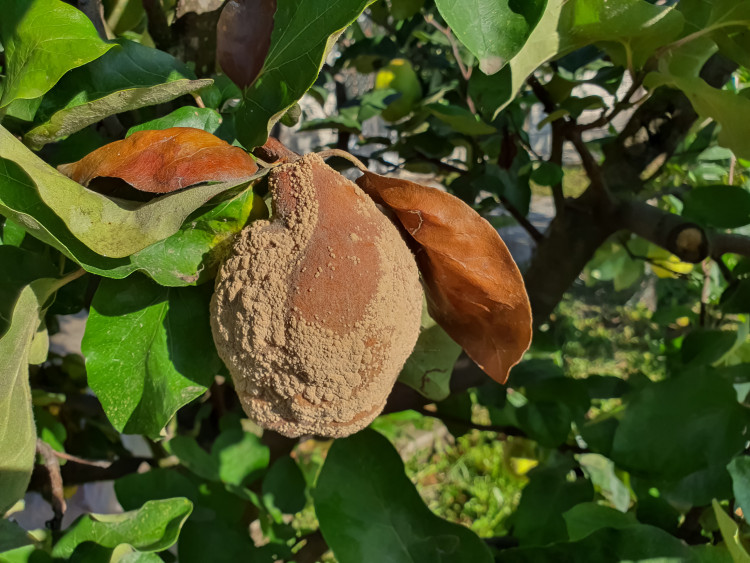 Jak zwalczyć choroby gruszy i jabłoni?