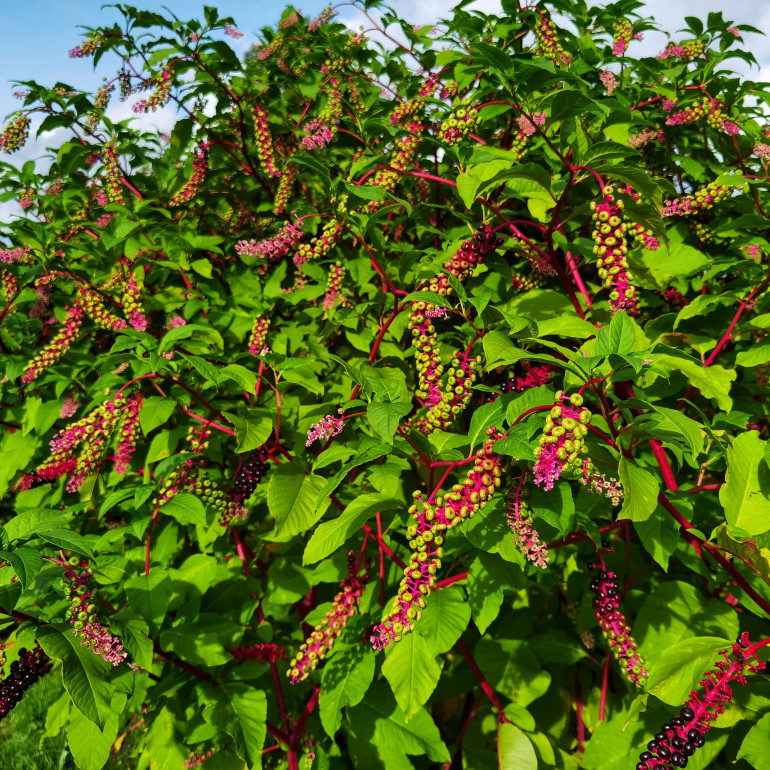 Szkarłatka amerykańska (Phytolacca decandra) - wygląd, wymagania ...