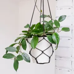 Hoja (Hoya) - wygląd, wymagania, warunki, odmiany, sklep | Zielony Ogródek