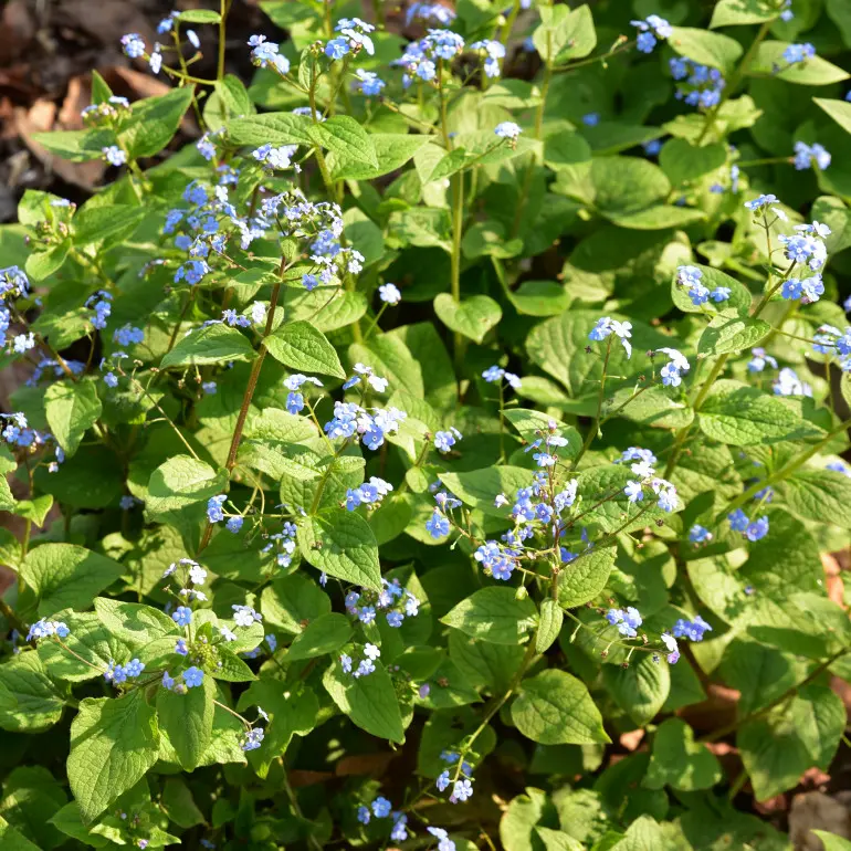 Brunera wielkolistna / Brunnera (Brunnera macrophylla) - wygląd ...
