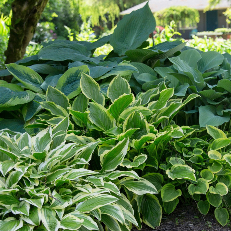 Funkia / Hosta (Hosta) - wygląd, wymagania, warunki, odmiany, sklep ...