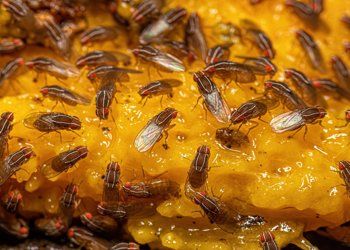 Jak pozbyć się uciążliwych robaków z domu? Co zrobić, aby nie było ...
