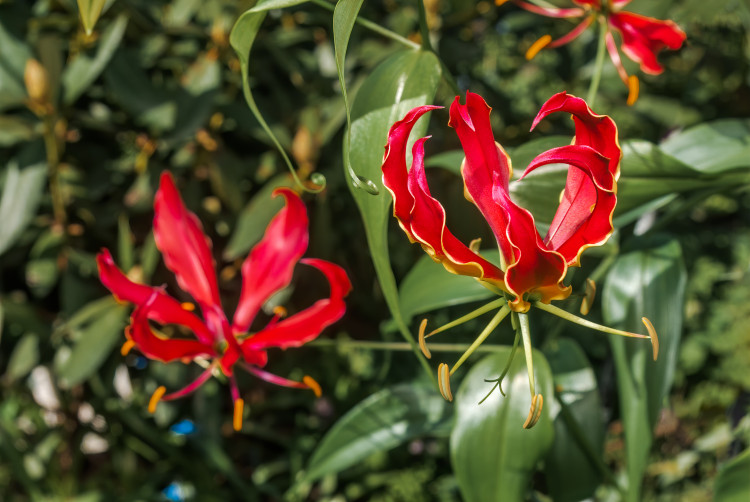Glorioza wspaniała - opis, wygląd, wymagania, uprawa i pielęgnacja