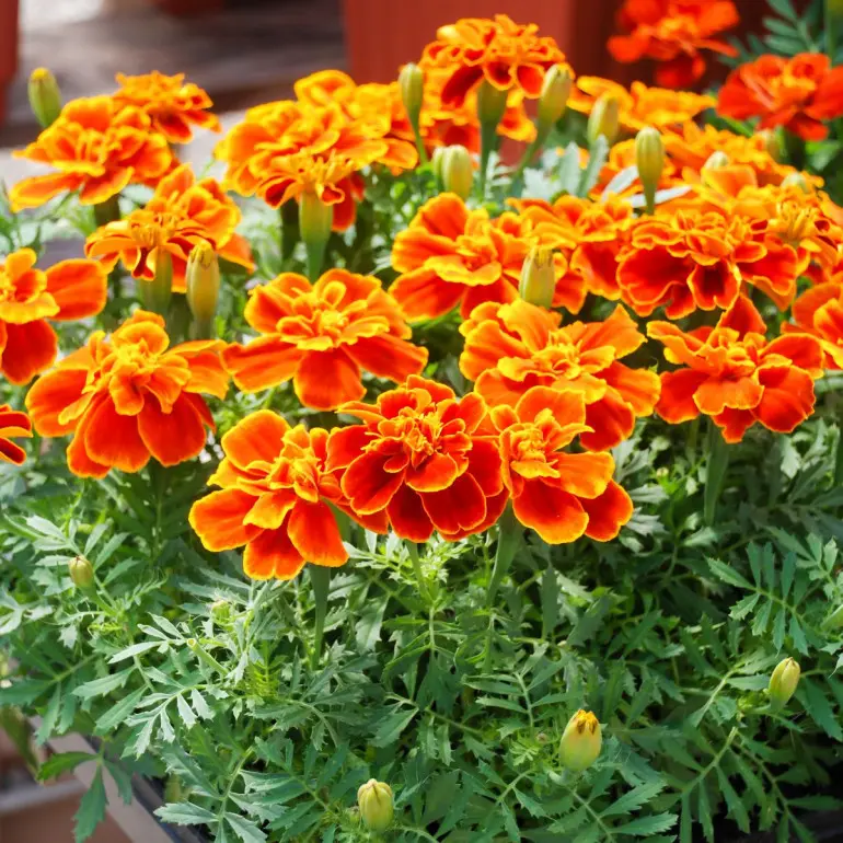 Aksamitka rozpierzchła (Tagetes patula) - wygląd, wymagania, warunki ...