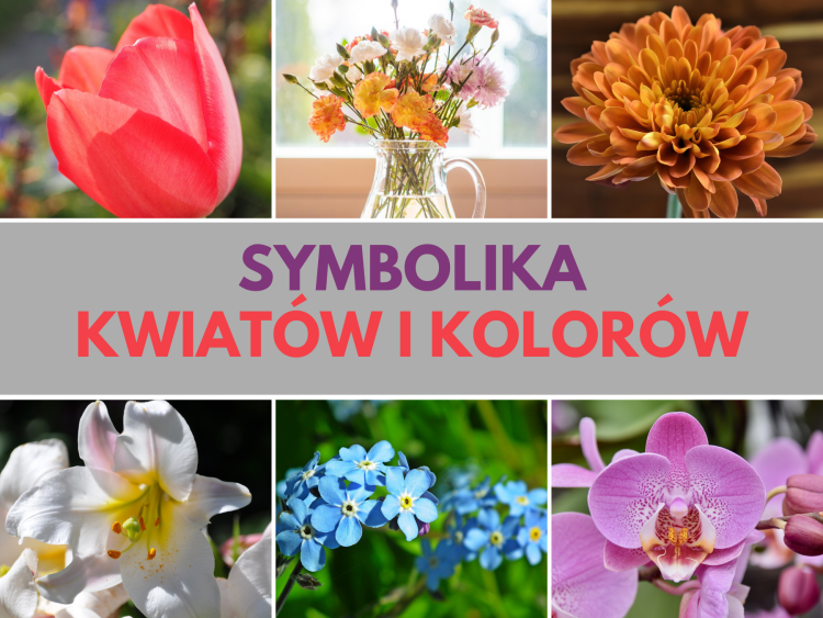 Jaki kwiat co oznacza? Co oznacza dany kolor kwiatów?