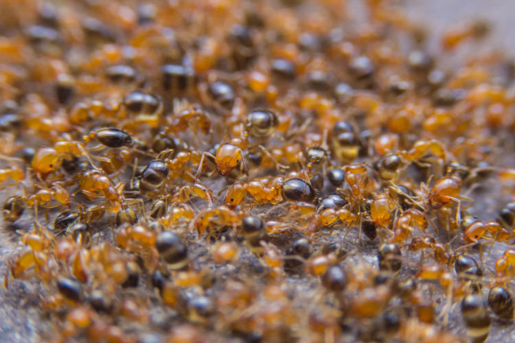 Jak zabić mrówki faraona? Jak wytępić je z mieszkania? Polecane preparaty!