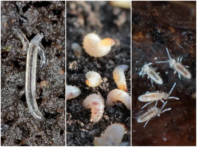 Co to za białe robaczki w doniczce? Czy szkodzą roślinie? Jak się ich ...