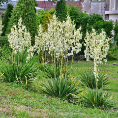 Juka ogrodowa / Juka karolińska (Yucca filamentosa) - wygląd, wymagania, warunki, odmiany, sklep ...