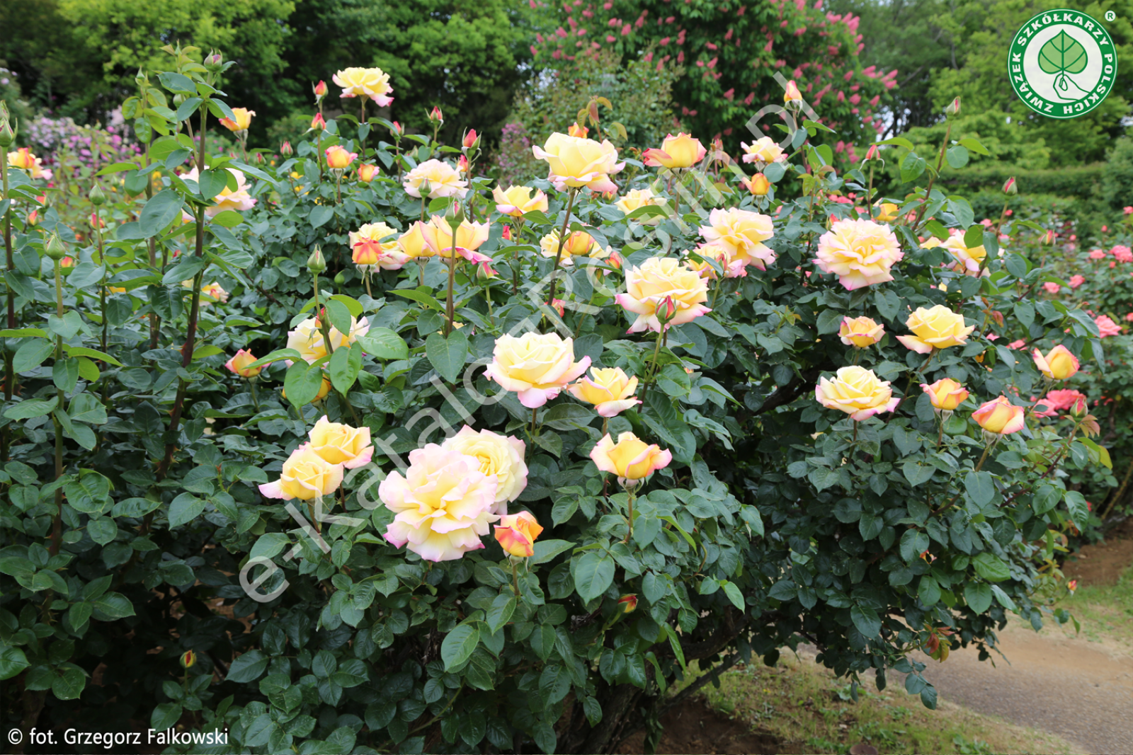 Róża 'Peace' – uprawa, wymagania, sadzenie – Aktualności ogrodnicze