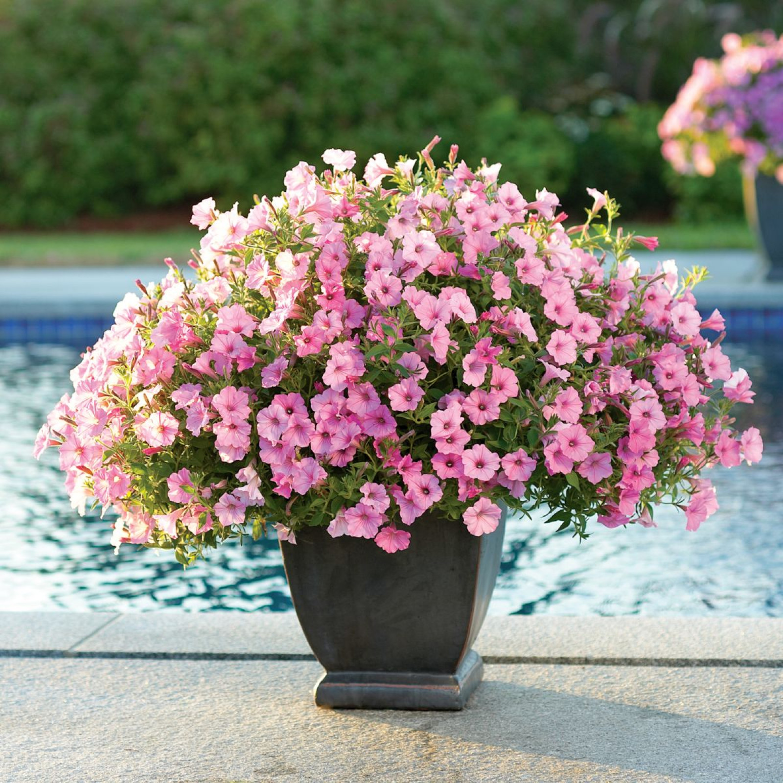 Petunia Supertunia VISTA 'Bubblegum' (Petunia × hybrida) - opis, wygląd ...