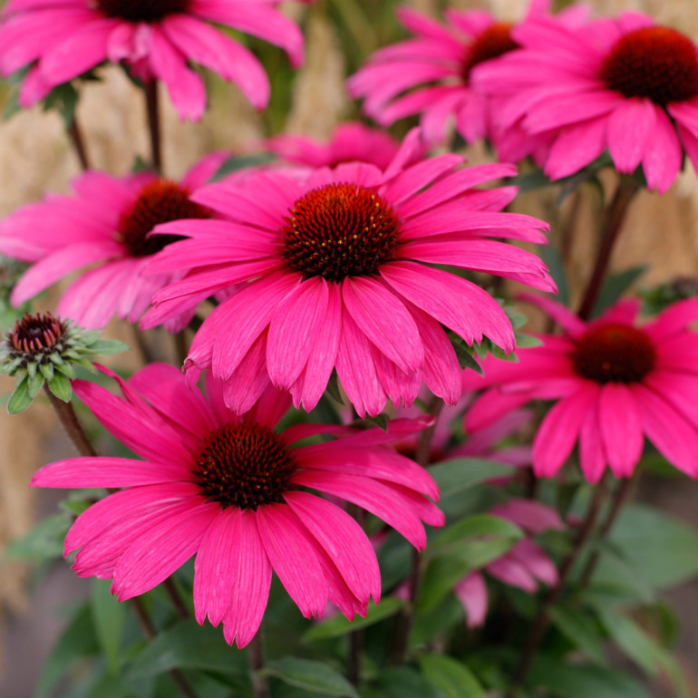 Jeżówka 'Sensation Wild Romance' (Echinacea) - wygląd, wymagania ...