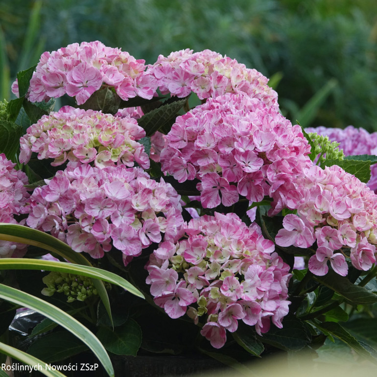 Hortensja ogrodowa PINKY BINDER (Hydrangea macrophylla) - wygląd ...